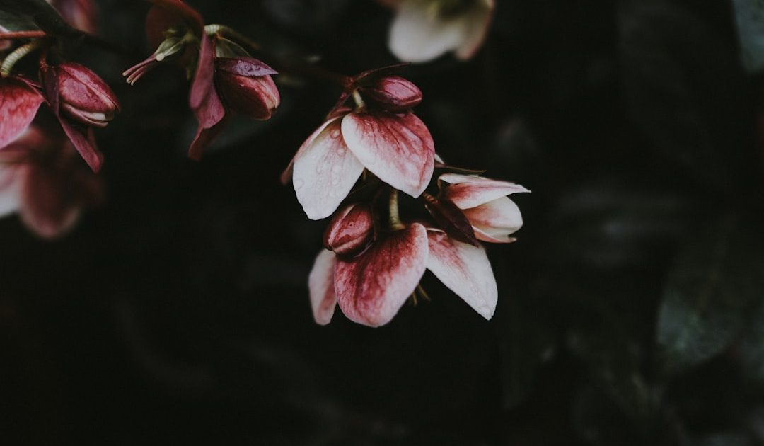 5 Best 4chan Alternatives For Imageboards in 2025 - WP Htaccess Editor